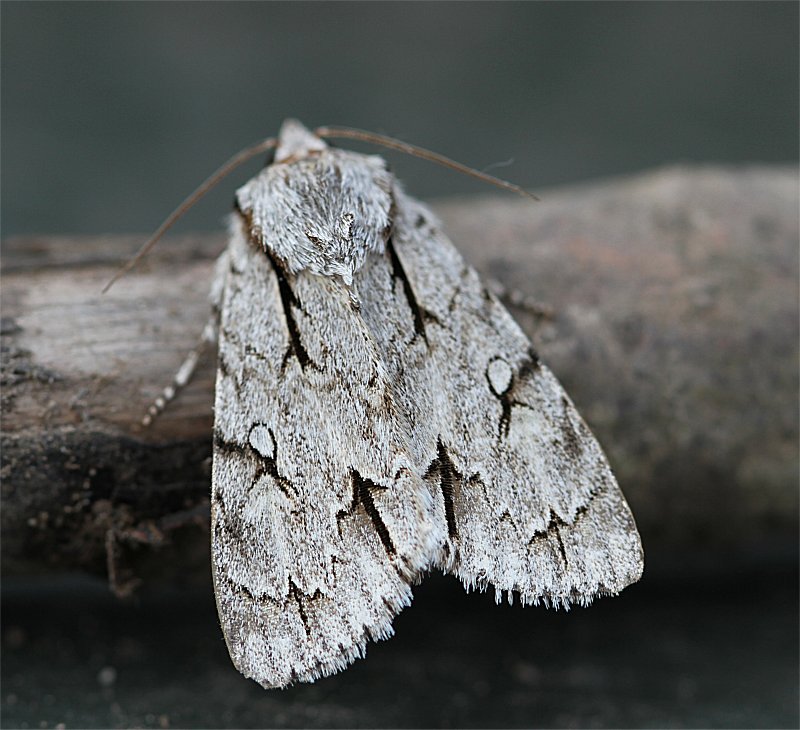 Murfs Wildlife : Grey Dagger Moth