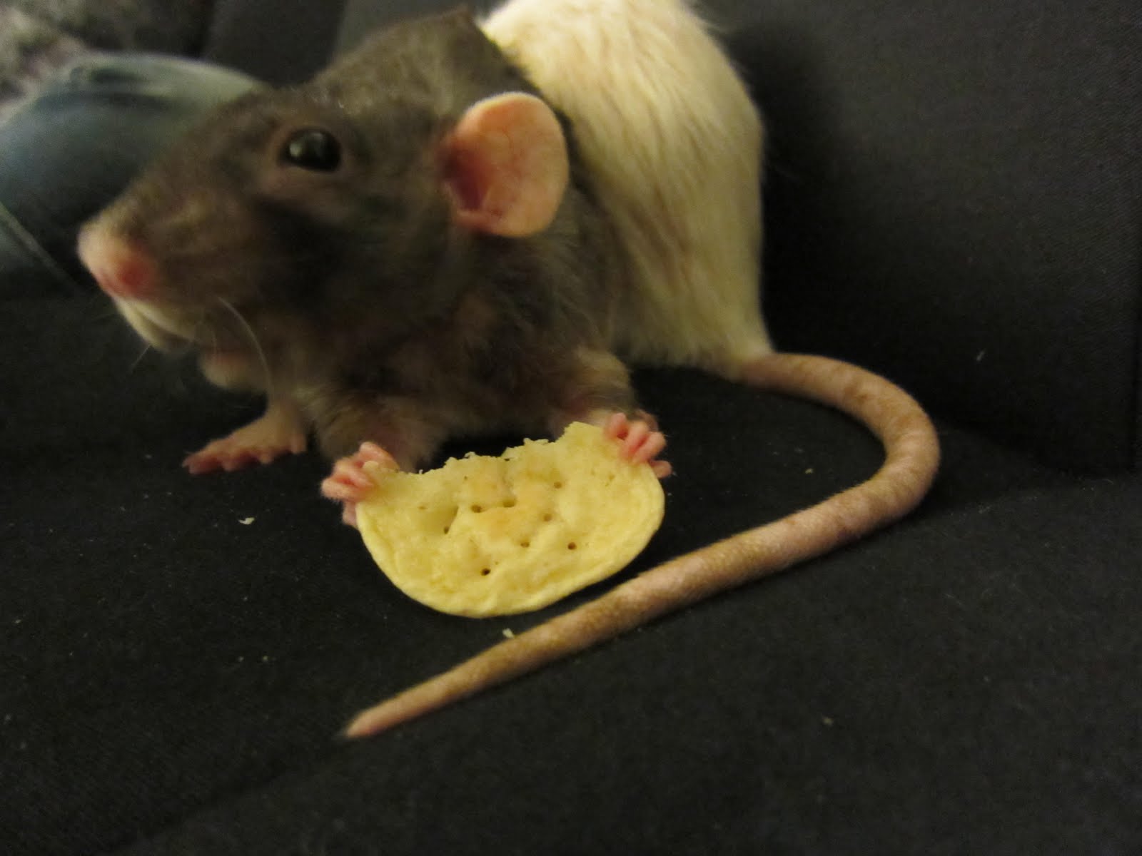1,354 Miles: Tiny Rat Pancakes