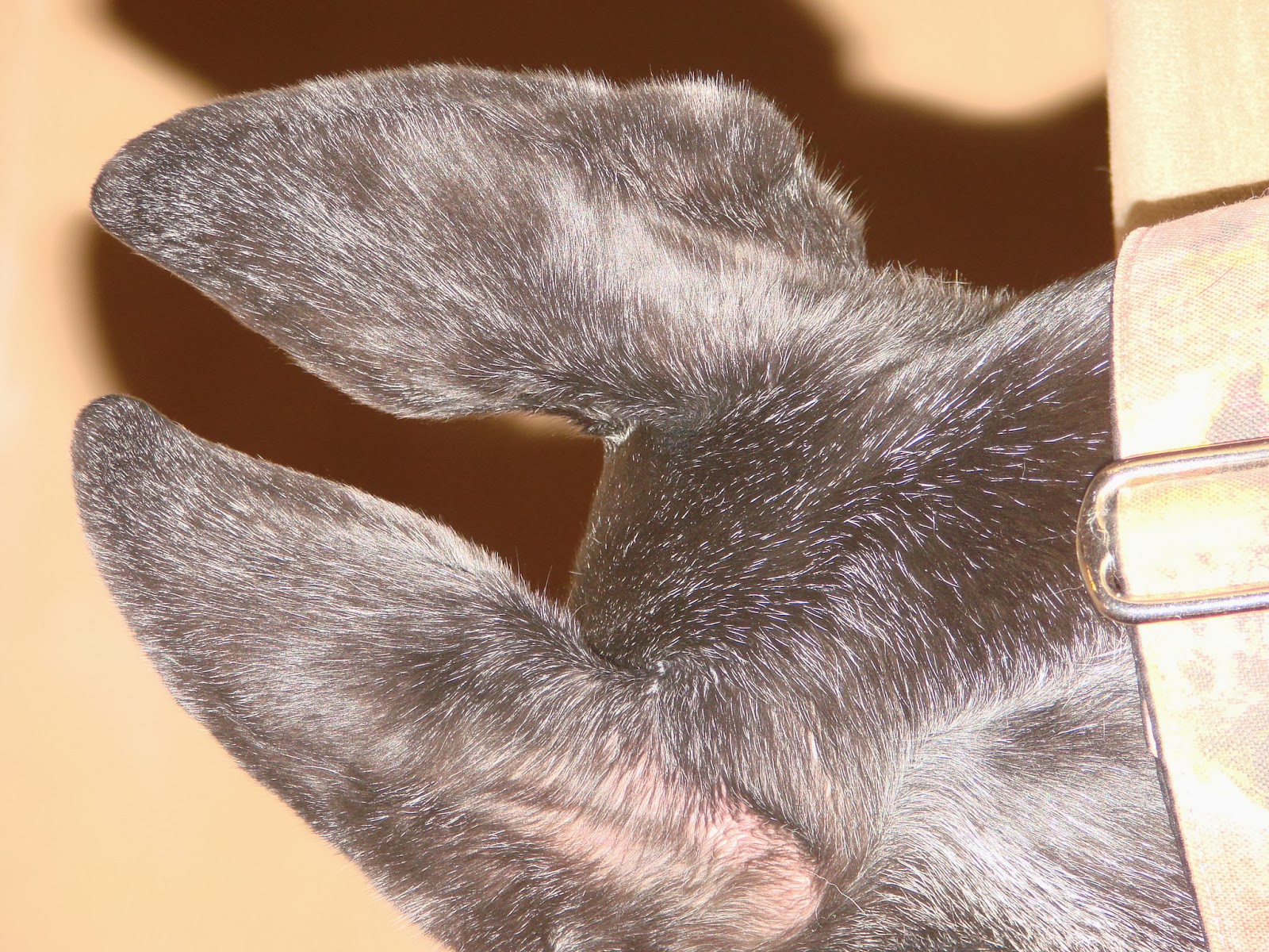 Northern Lights Greyhound Adoption Dog Blog: Amazing Greyhound Ears