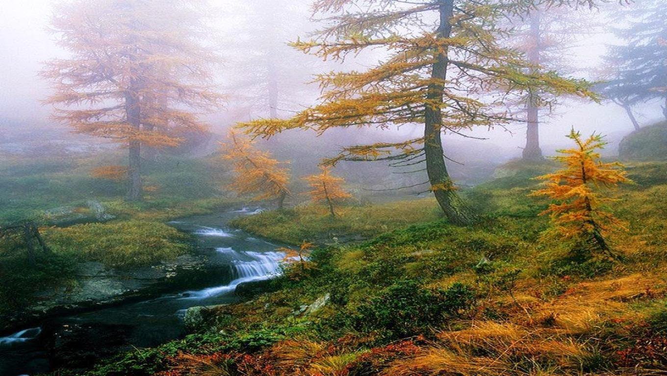 Gradinarit anotimp cu anotimp: Calendar de datini si traditii - Brumarel