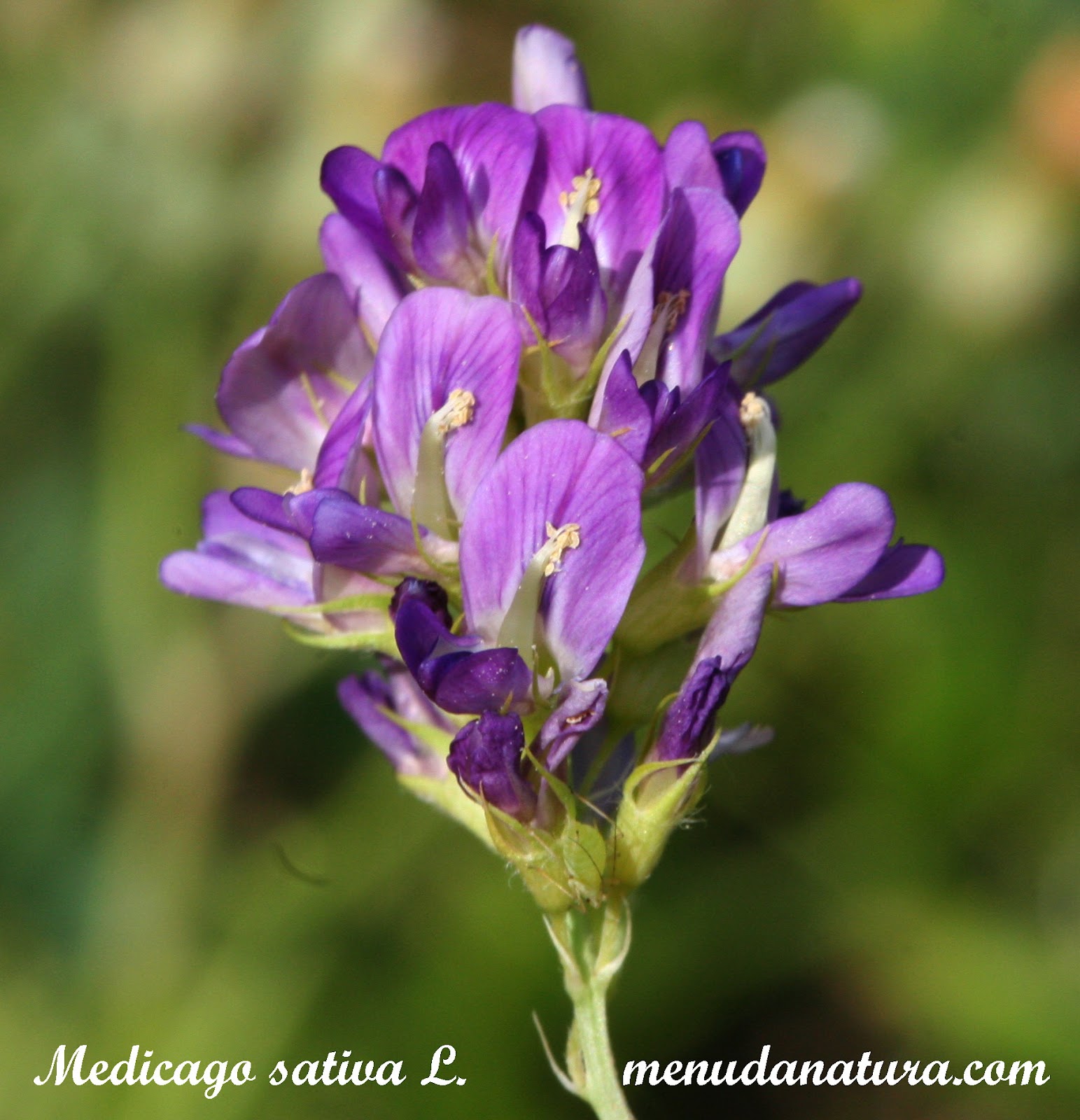 Menuda Natura: Medicago sativa L.