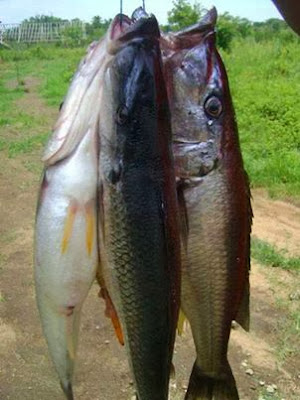 KARIBUNI NYASA: UHABA WA SAMAKI