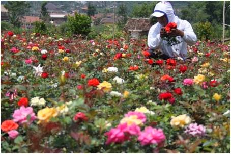 Informasi dan Teknologi Pertanian: TeknoTan : Budidaya Tanaman Hias ...