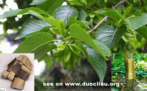 Eucommia bark (Duzhong)-Eucommia ulmoides oliv.