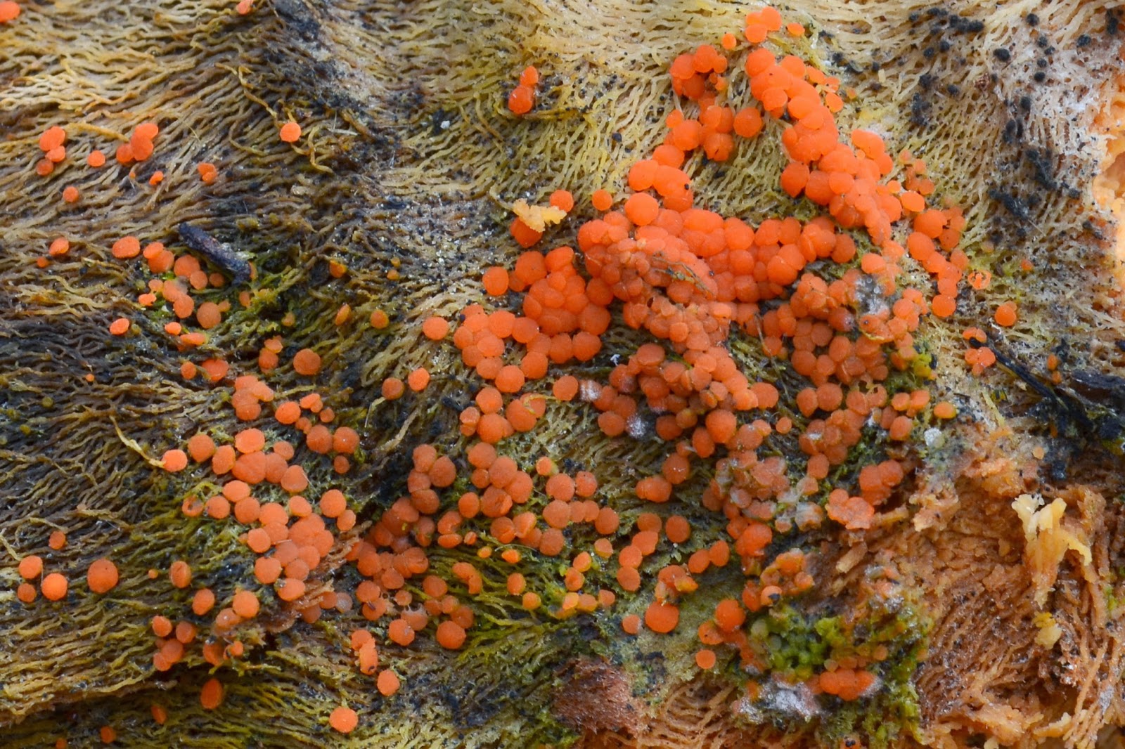 Setas Extremadura : Pyronema Domestica