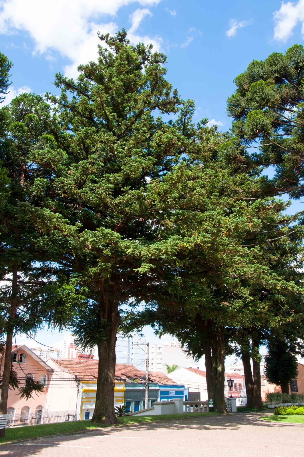 51 Árvores Imunes de Corte de Curitiba: Pinheiro Chinês - Clube Concórdia