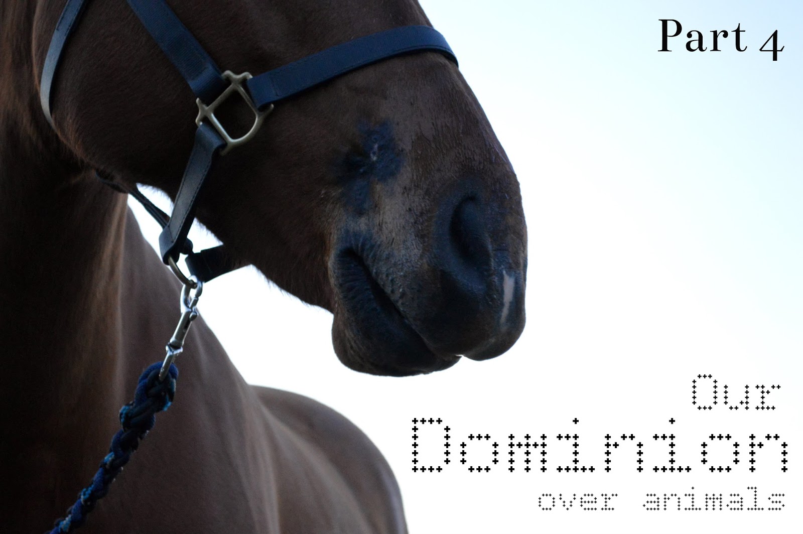 Me, My God and Maverick: Our Dominion over animals -part 4