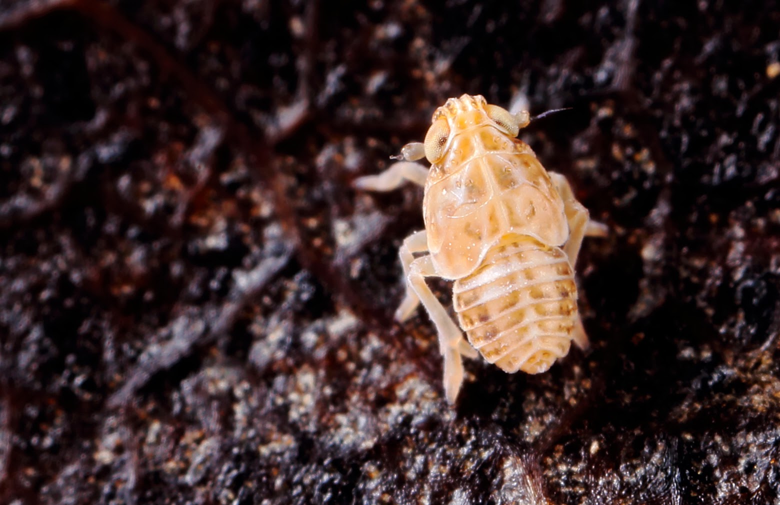 JJ's Photographic nature blog: Flapjack bugs me...