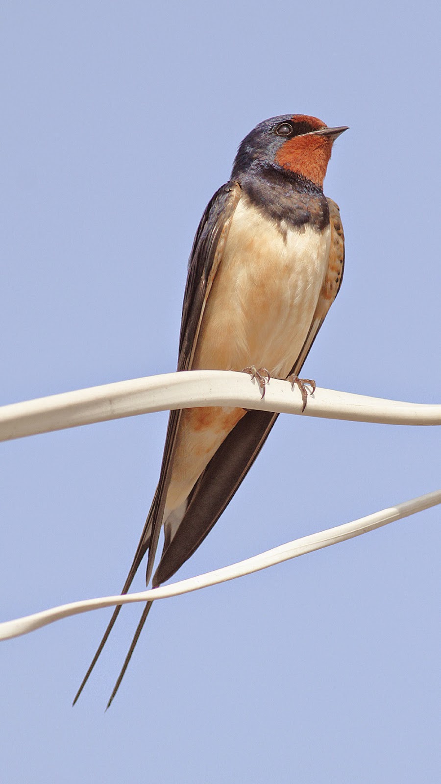 Another Bird Blog: Back Again Birding