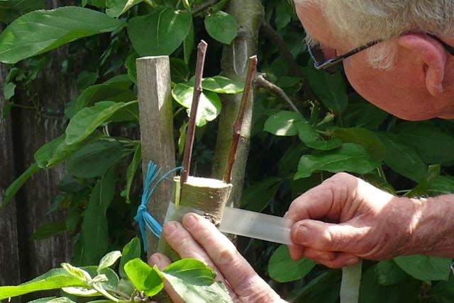 The Food Garden Group Blog: A Look at Grafting