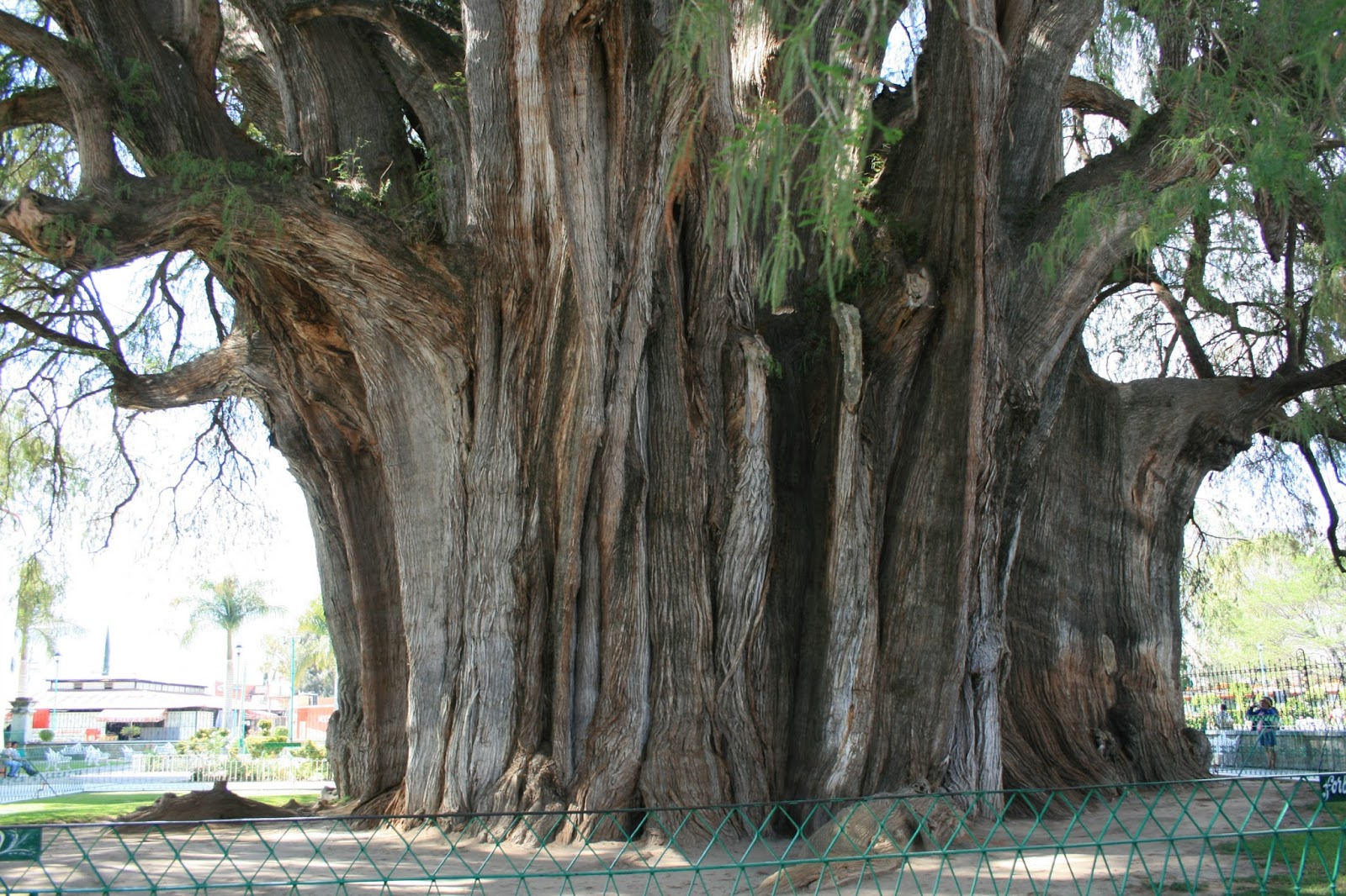 OMOIDE & DREAMS.: Ahuehuete, dato inútil del día