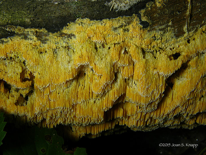 Anybody Seen My Focus?: Orange Sponge Polypore (Pycnoporellus alboluteus)?