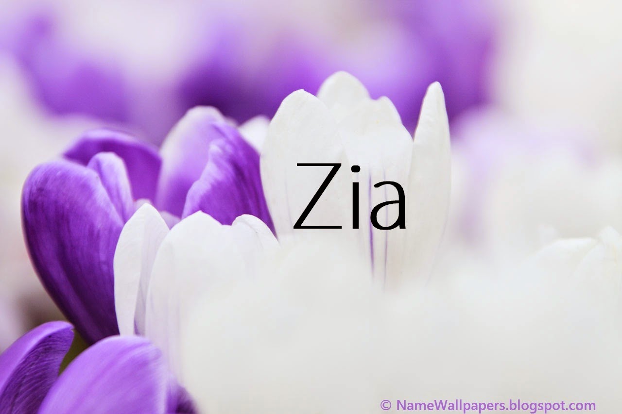 Zia Name Wallpapers Zia ~ Name Wallpaper Urdu Name Meaning Name Images ...