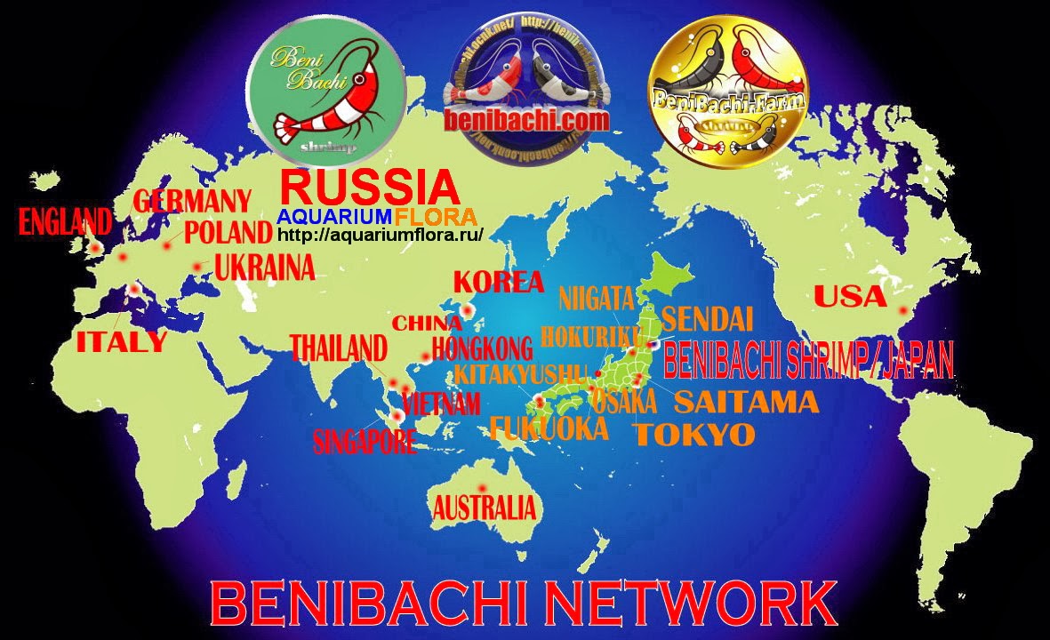 Bucephalandra : Продукция Benibachi (Бенибачи)