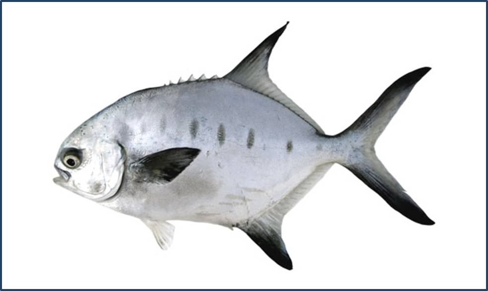 :: PESCA DE PRAIA PIO XII :::::::: PEIXES