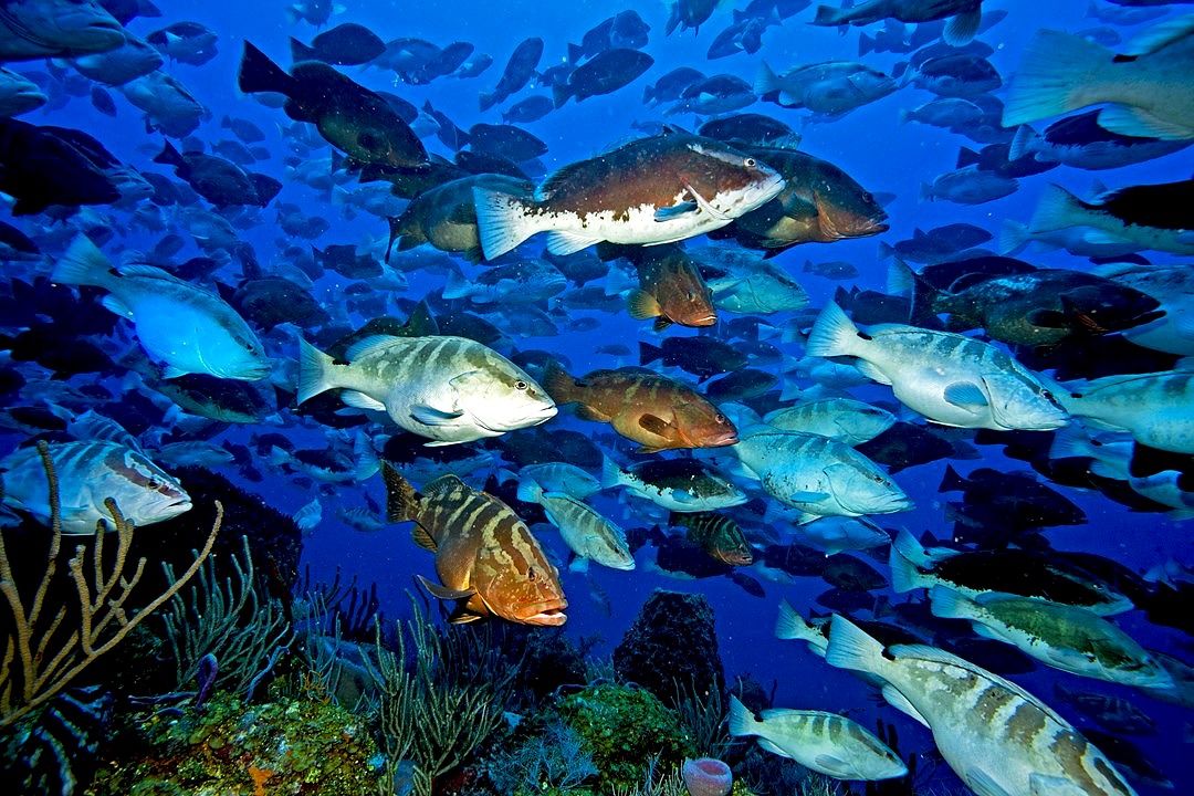 The Best Shark Dive in the World!: Nassau Grouper Spawning Aggregation ...