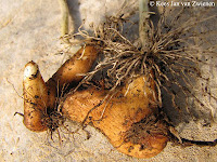 The Country Of Crocuses: Colchicum boissieri