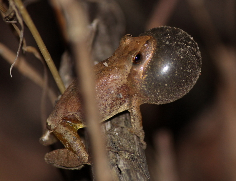 Listening in Nature: Spring Peepers: listening to the solo voices in ...