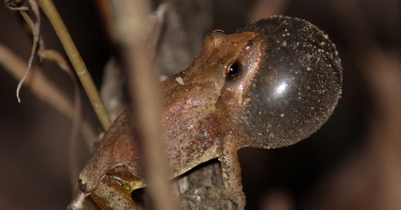 Listening in Nature: Spring Peepers: listening to the solo voices in ...