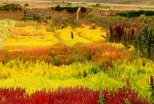 Superalimentos y cultivos alternativos: Cañihua o Kaniwa