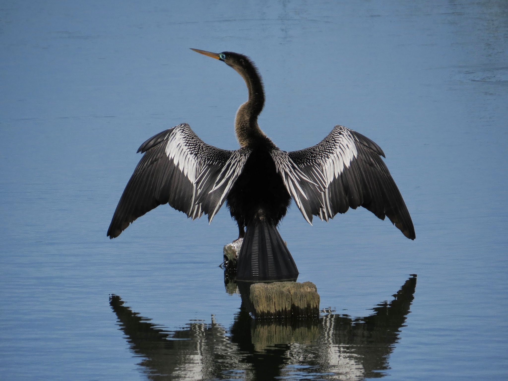 STOKES BIRDING BLOG: Anhinga Reflecting