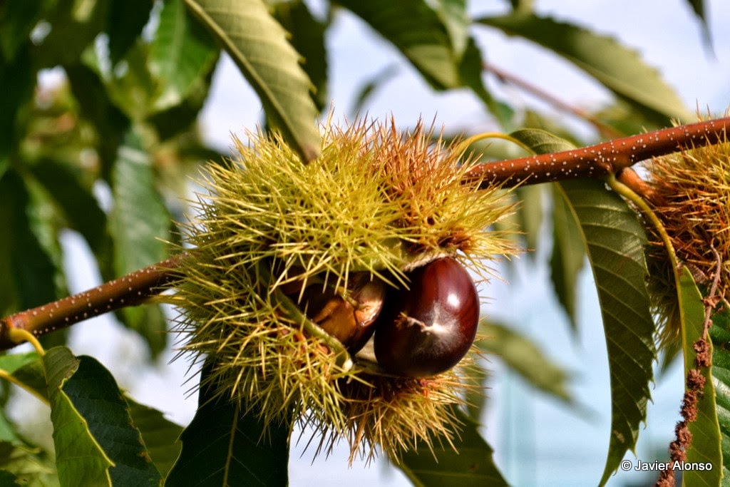 Observador de buques shipspotter en Vigo: La castaña es el fruto del ...