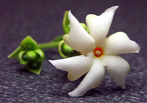 Flowers Gift: Parijat(The Flower of God)
