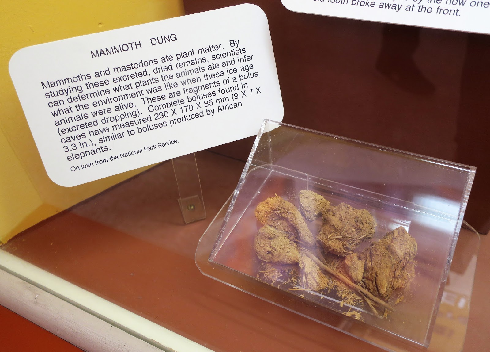 Living Rootless: El Paso: Mammoth Dung