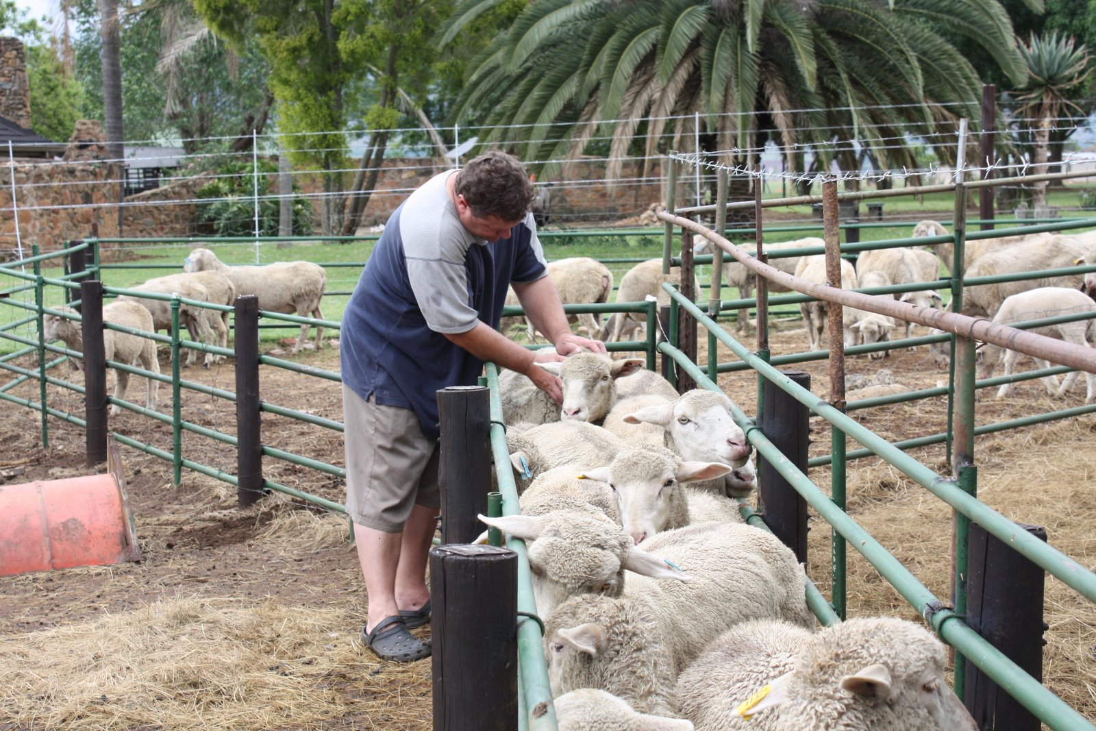 Tick Control on Cattle and Game: Inspection and treating Dr Vogel's ...