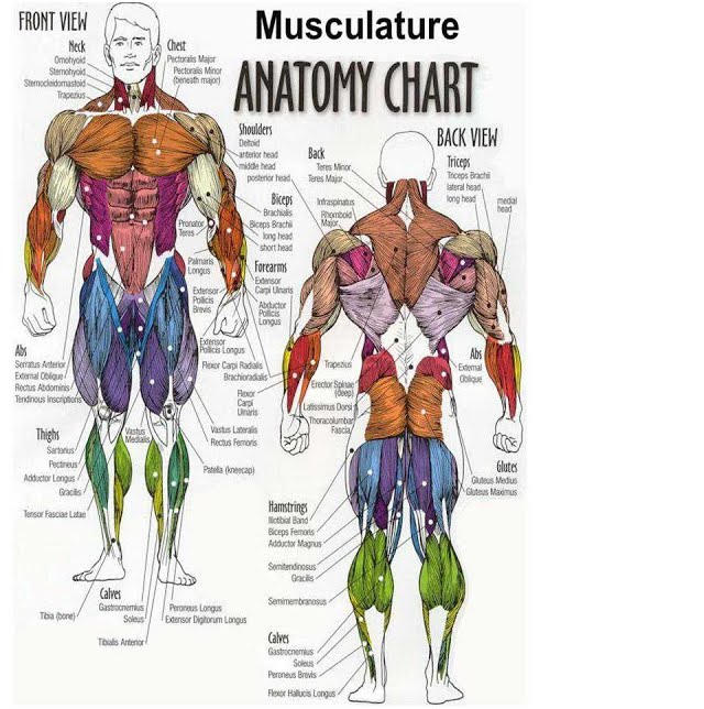 Macam-macam otot-otot beserta fungsinya