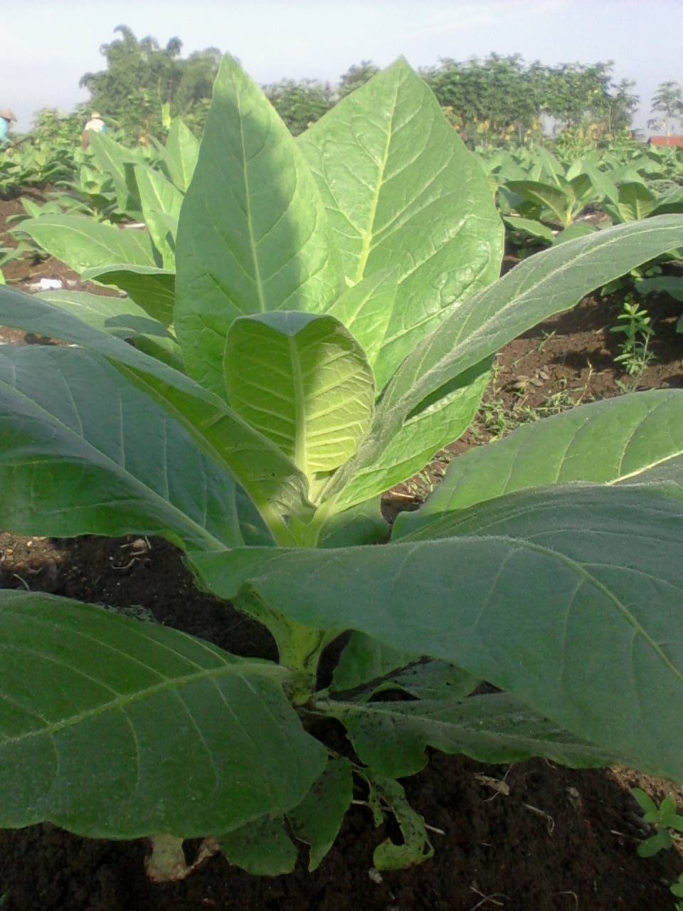 Tanaman Tembakau - Perumperindo.co.id