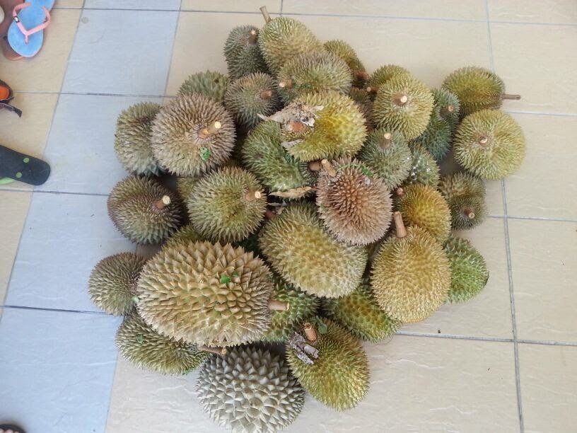 Our Journey : Penang Balik Pulau - Genting Durian party