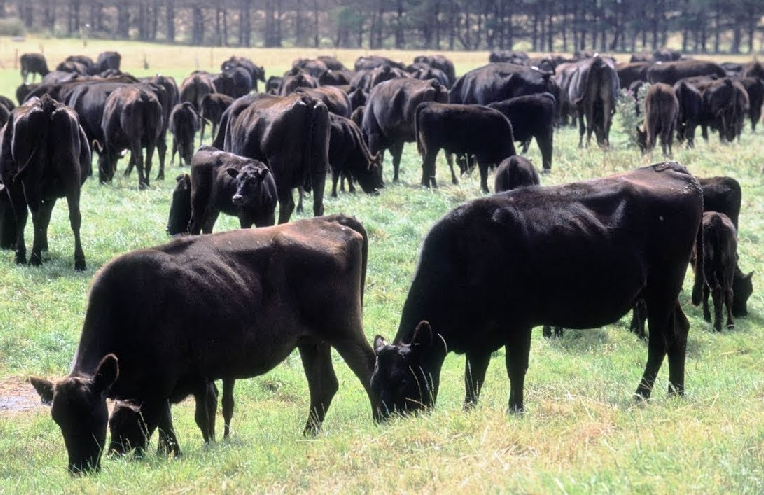 Mengenal Sapi Wagyu Yang Harga Dagingnya Jutaan Rupiah Per Kg | 1001 ...