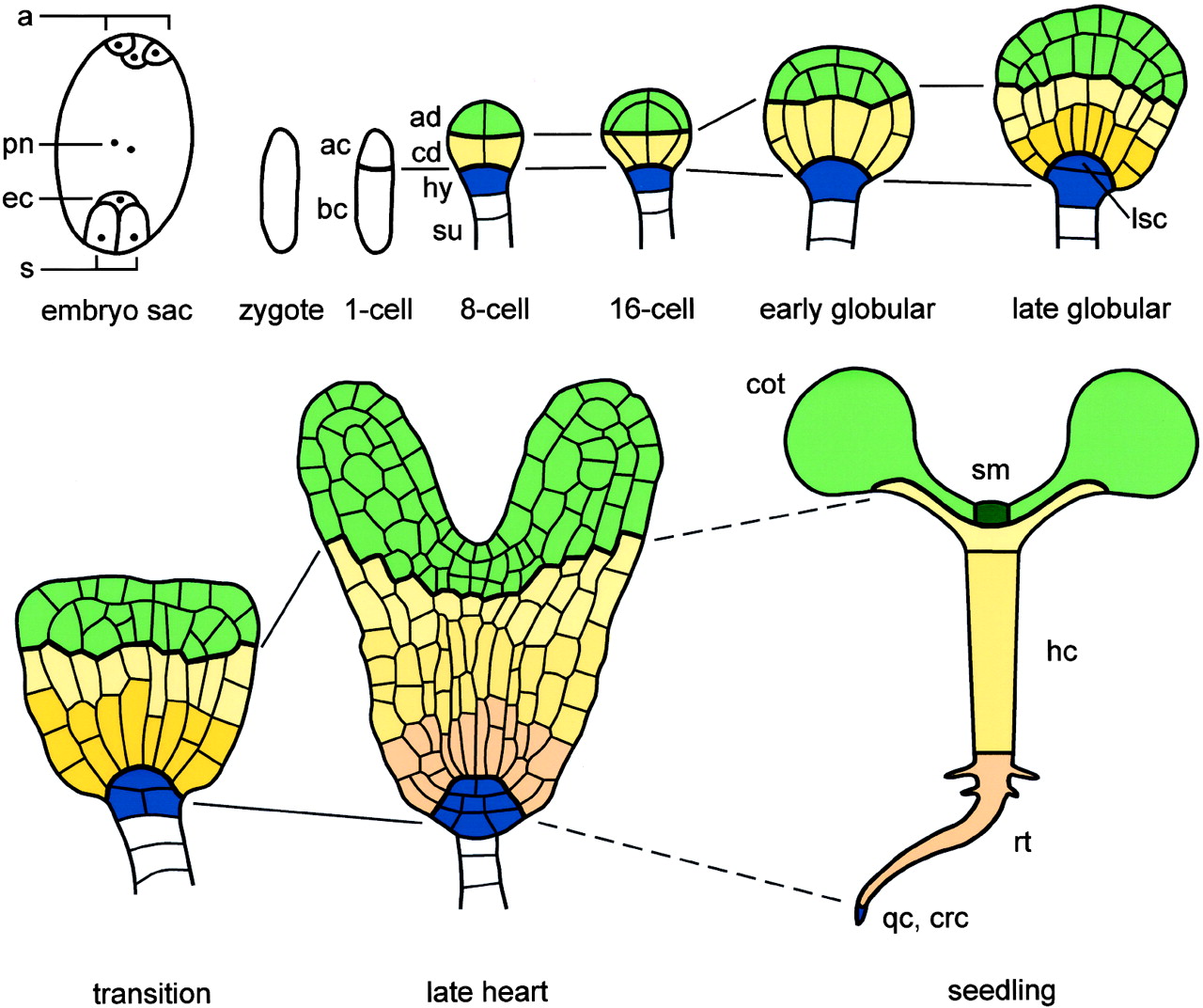 Plant Embryo Development Gamaliel Septian Airlanda plant-embryo-development-gamaliel-septian-airlanda