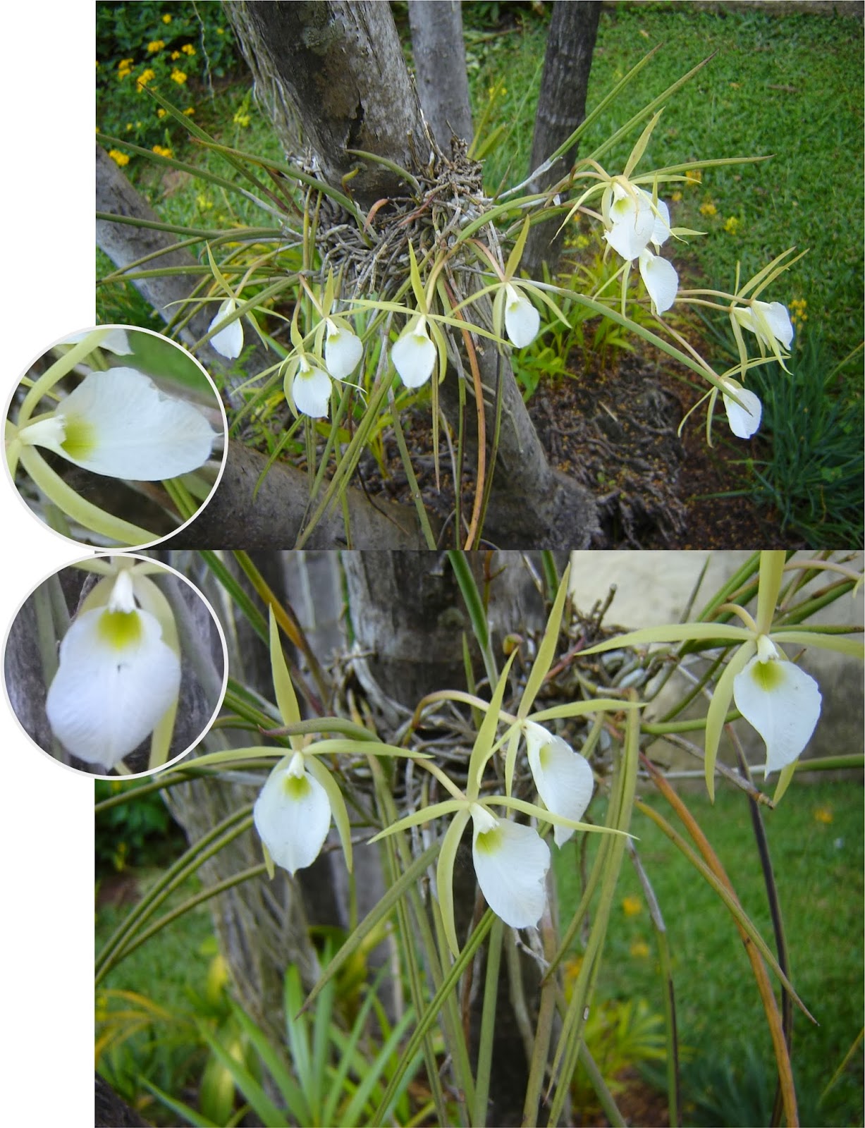 v e r d e c h a c o: Brasavola / Perrini