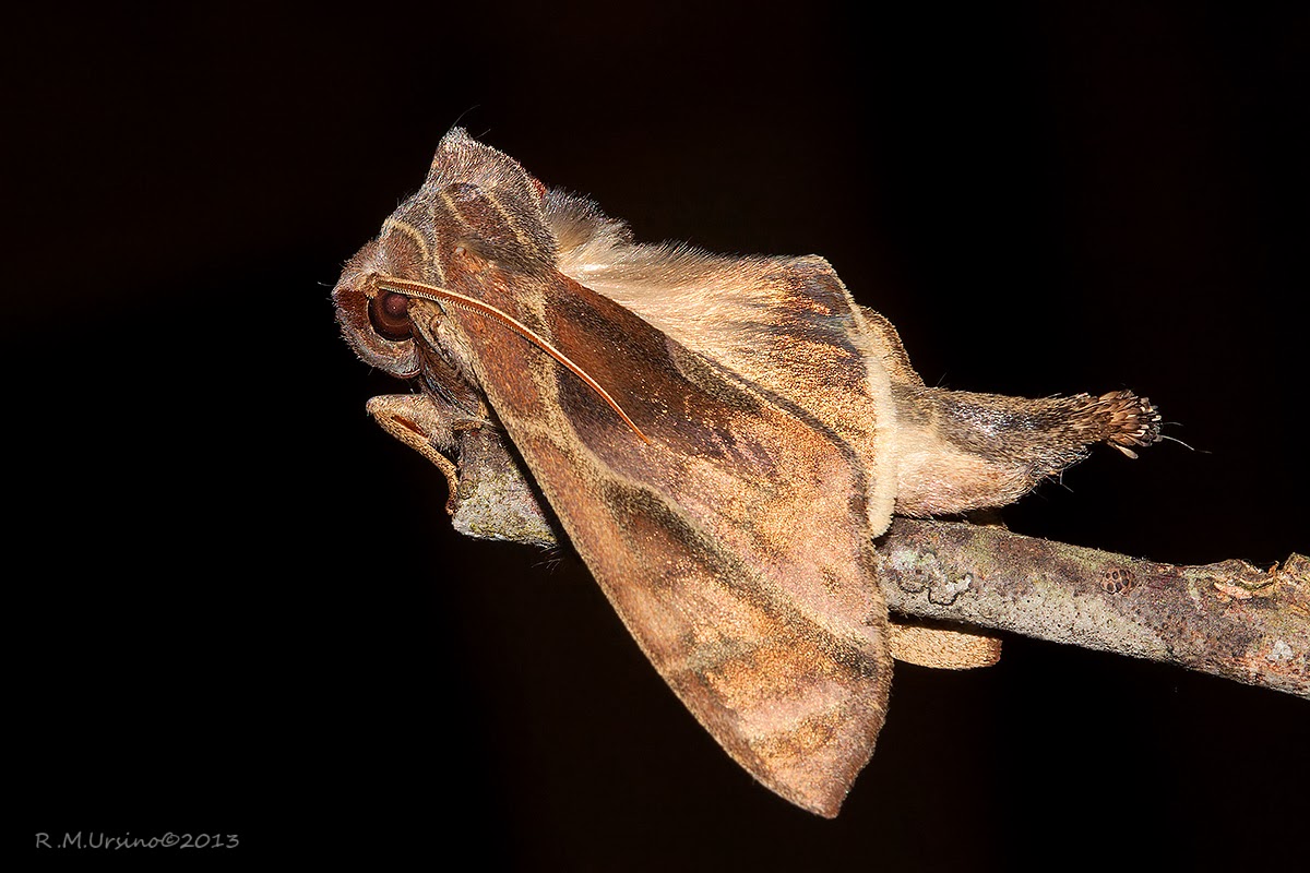 Descubriendo Lepidópteros: Crinodes besckei