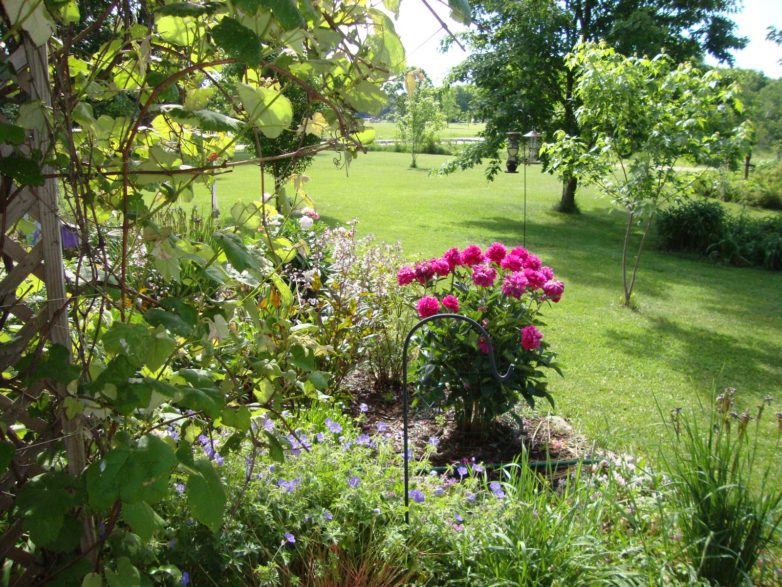Life at Meadowcreek: Early June garden