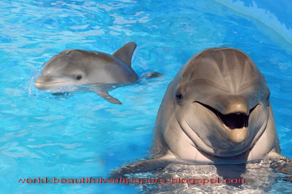Beautiful Dolphins | Zone Wallpaper Backgrounds