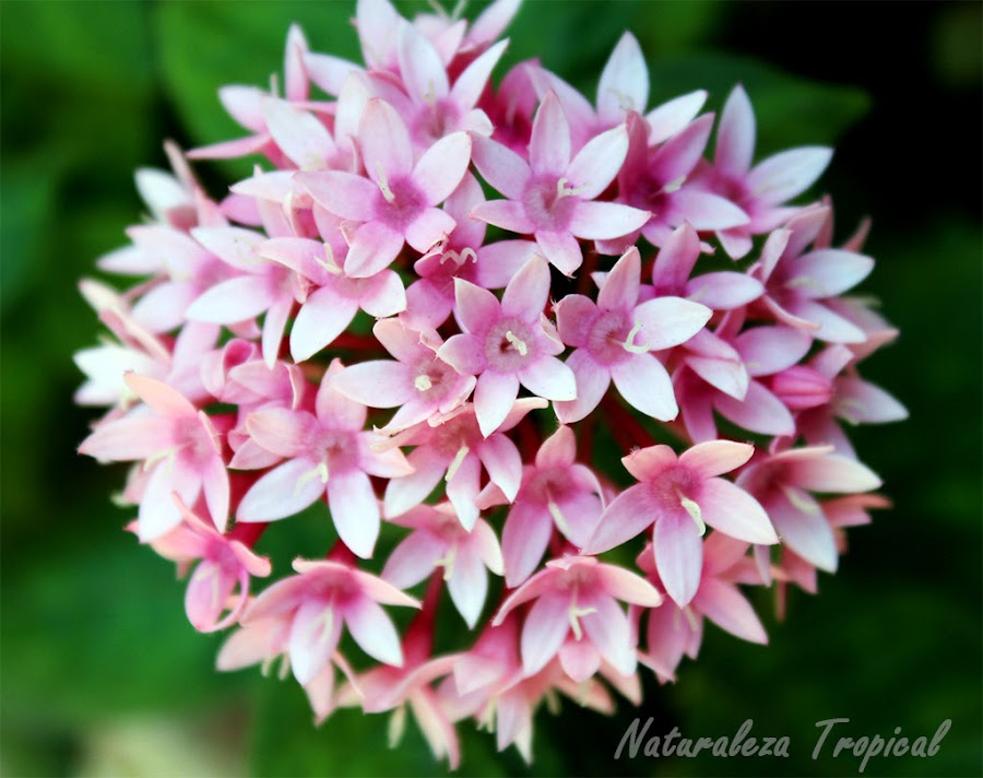 ¿Un jardín de flores abundantes?¡Cultiva estas plantas! | Plantas