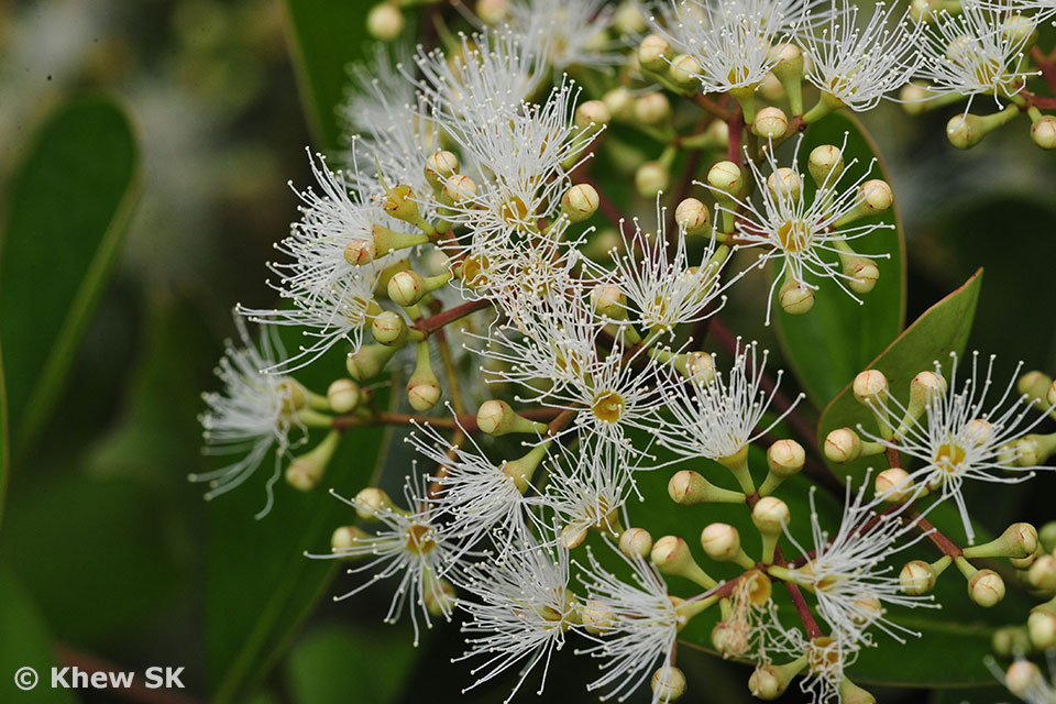 Butterflies of Singapore: Favourite Nectaring Plants #15