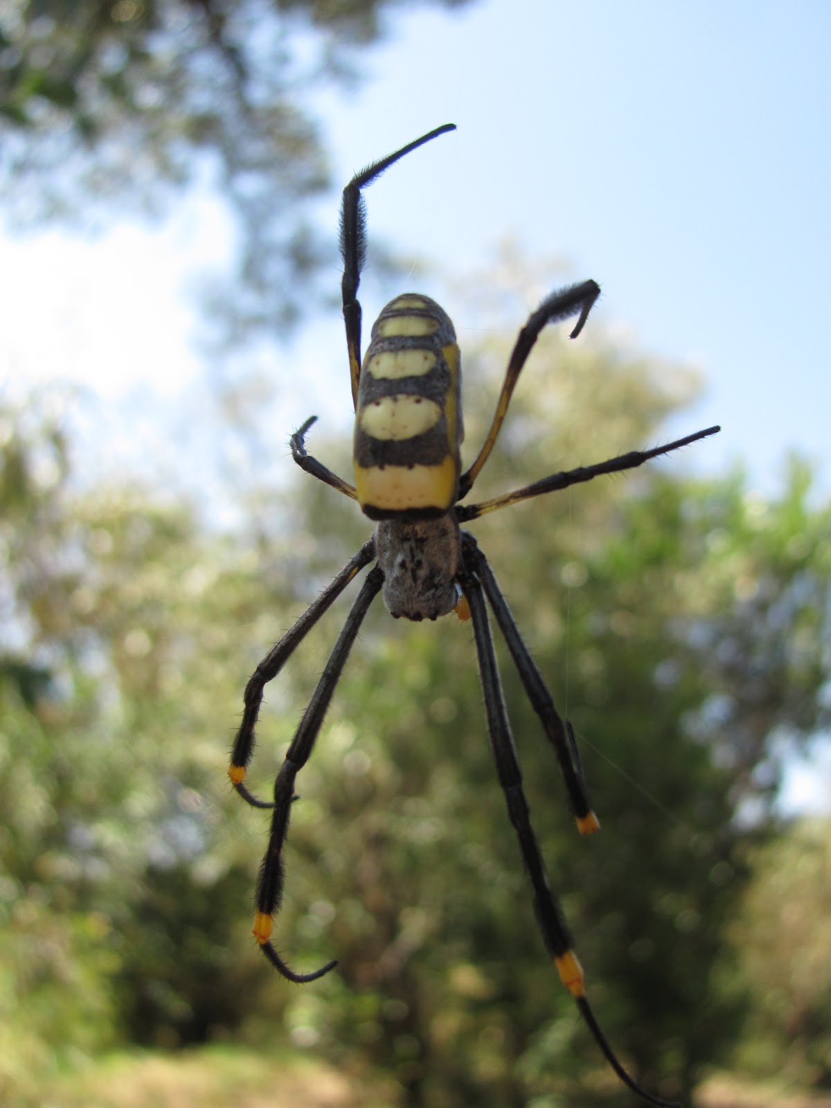 Kenyan Spiders