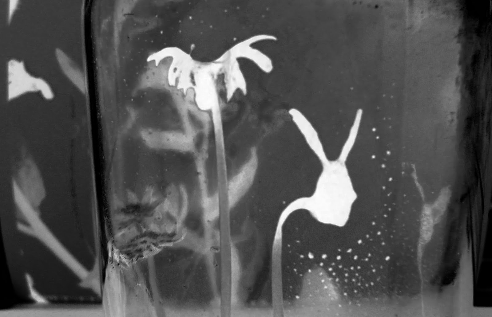 U-Holler: Fungal Rabbit Head In Jar