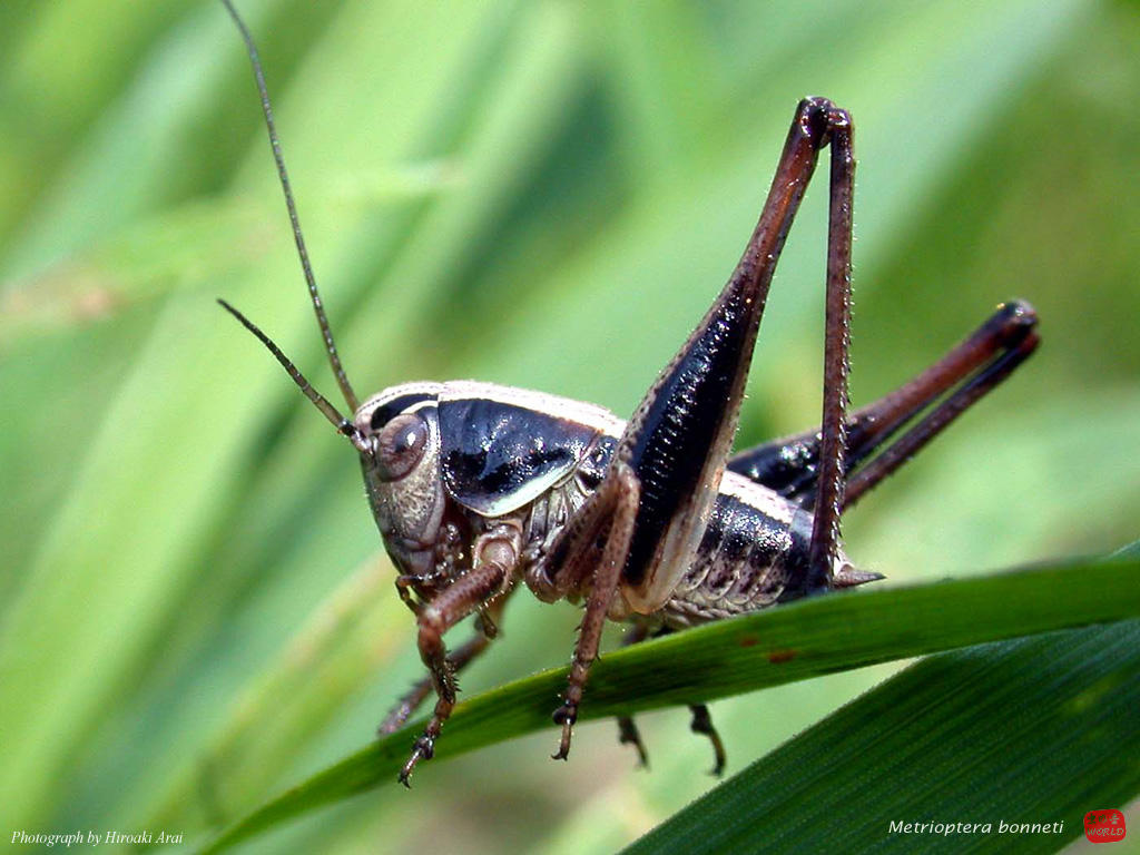 A media luz: Primavera