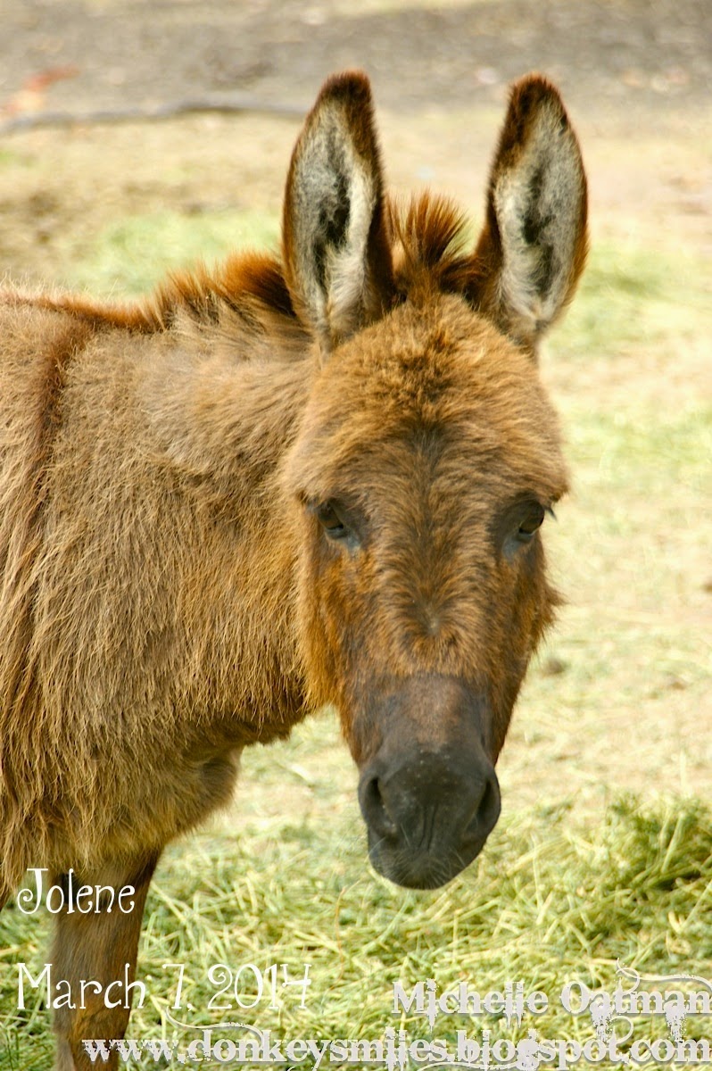 Donkey Rear End
