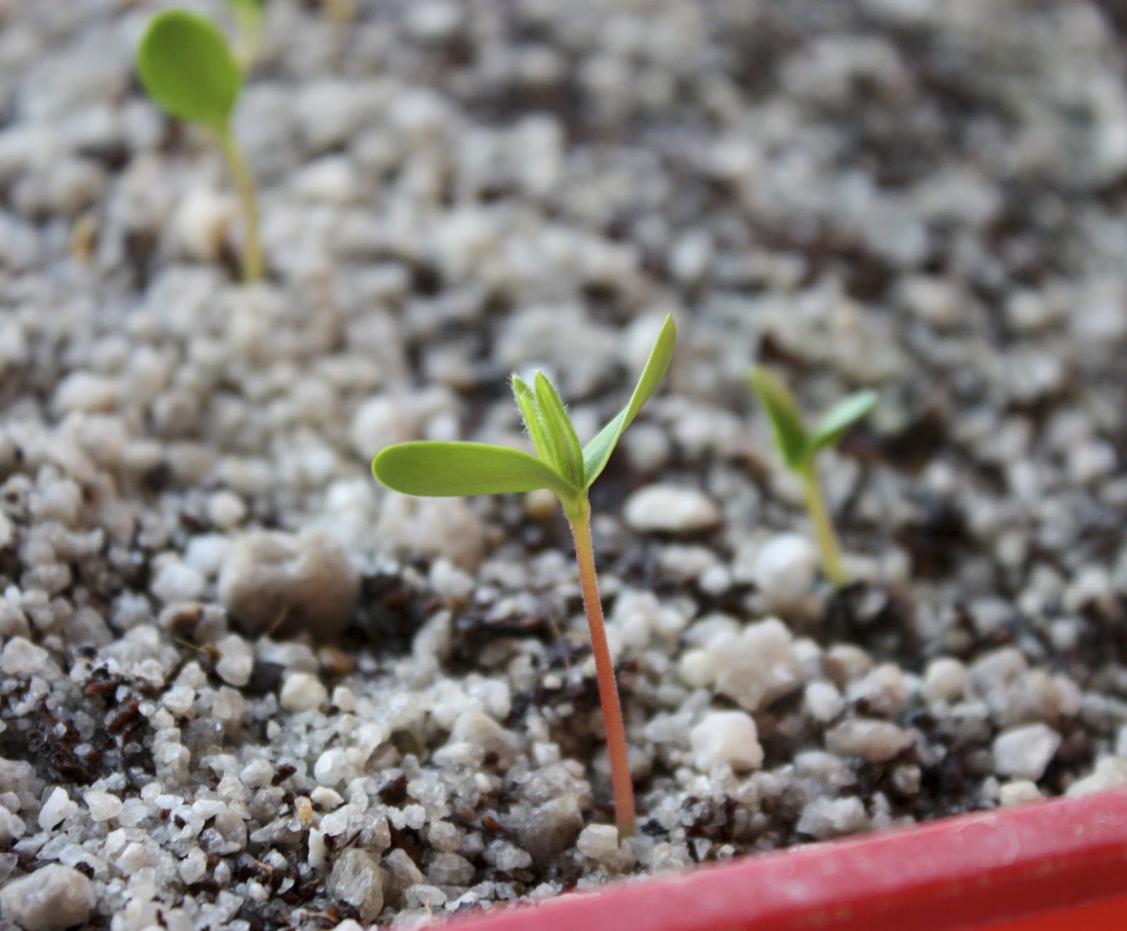 Swallows Nest Farm: Saving Seeds - Phylica