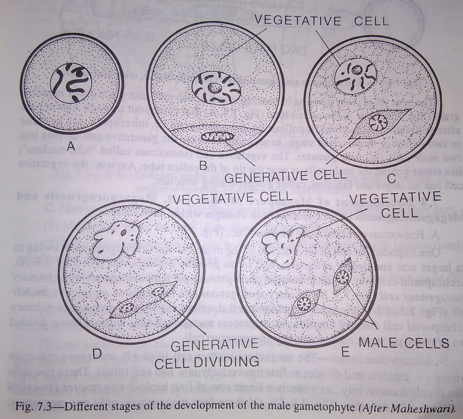 Structure of Microspore (Pollen grains)-digieduco