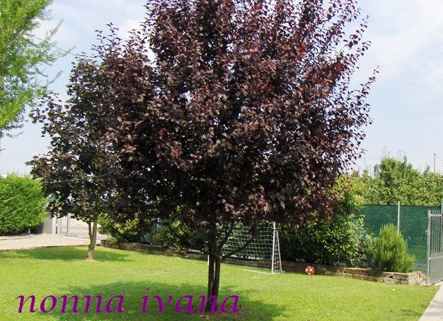 CROSTATA con PRUNUS NIGRA, la prugna selvatica