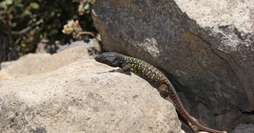 El Perenquén: Libreas de tizones