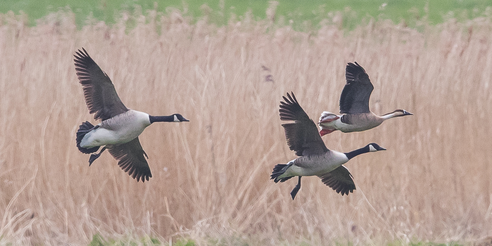 Colyton Wildlife: Trio of Geese, a Swallow and a Knot