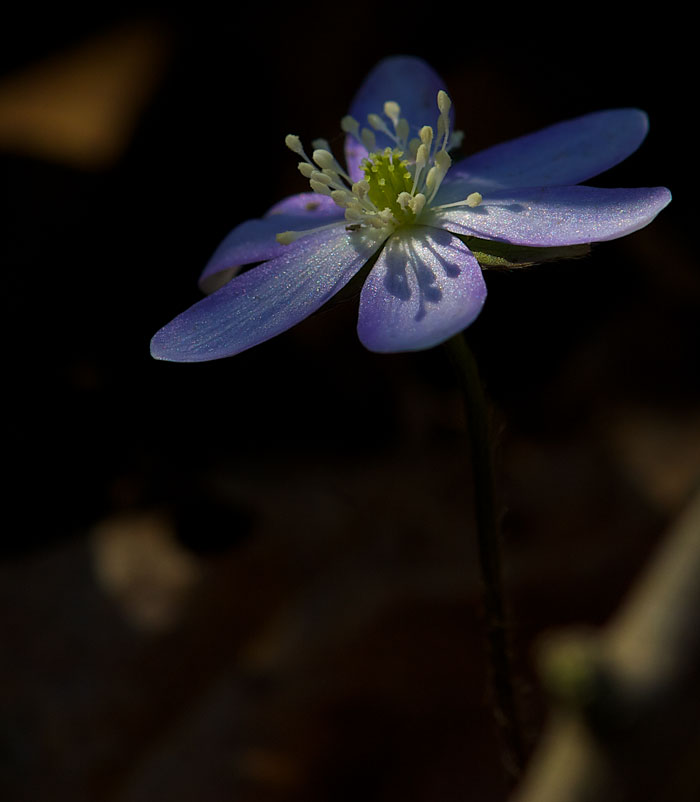 Red and the Peanut: Hepatica, the spring mental health flower of the ...